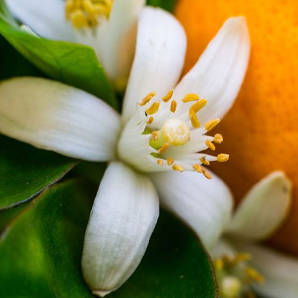 neroli-flower | The Parkway Spa